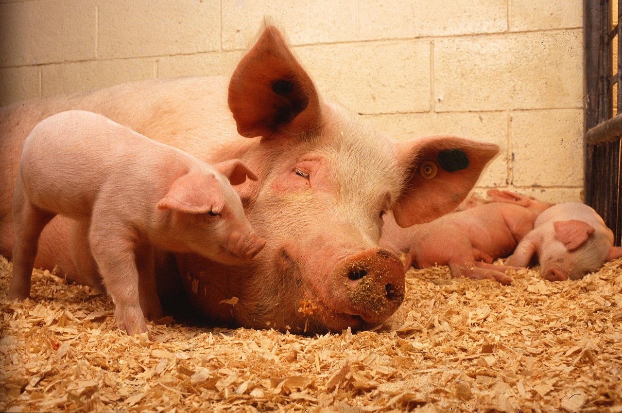 Une greffe d’organes de porc sur l’être humain - adn-actu